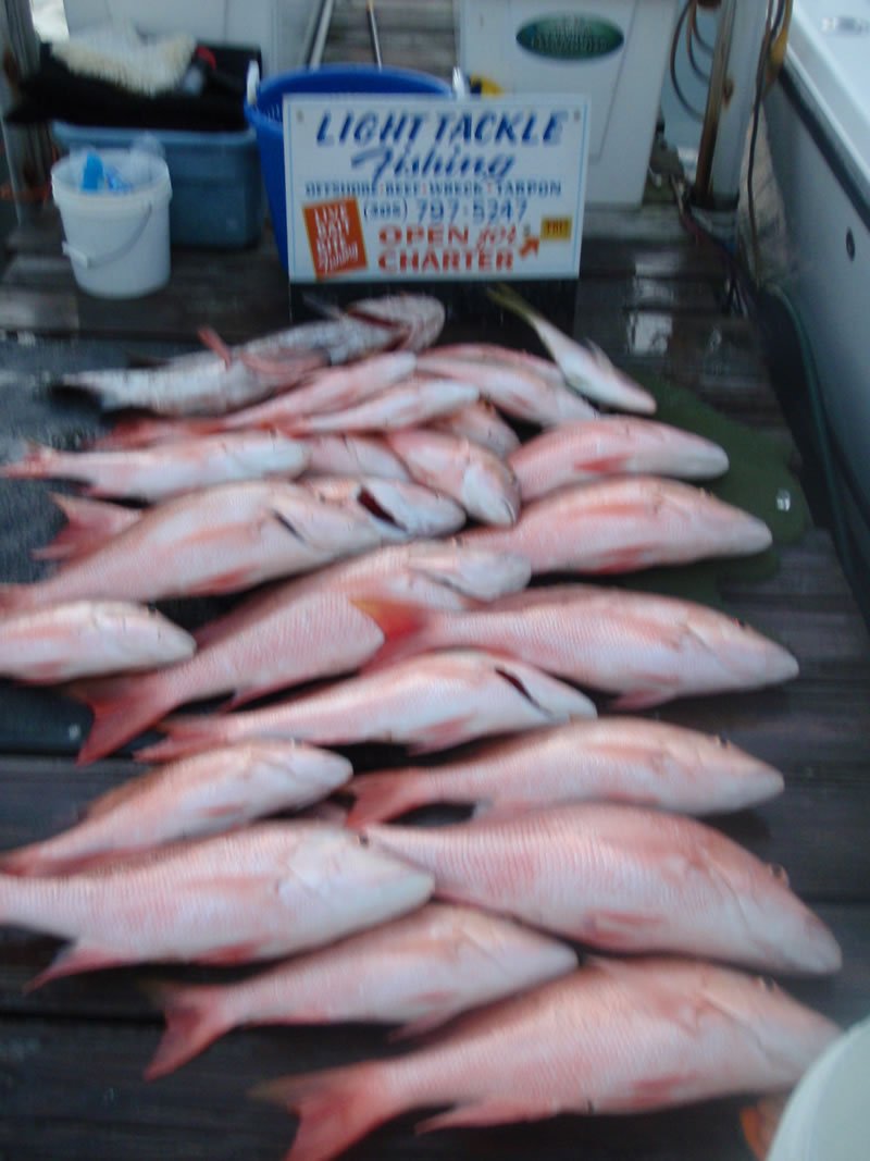 Key West Reef & Wreck Fishing Gallery - Fish Key West Florida - As seen ...